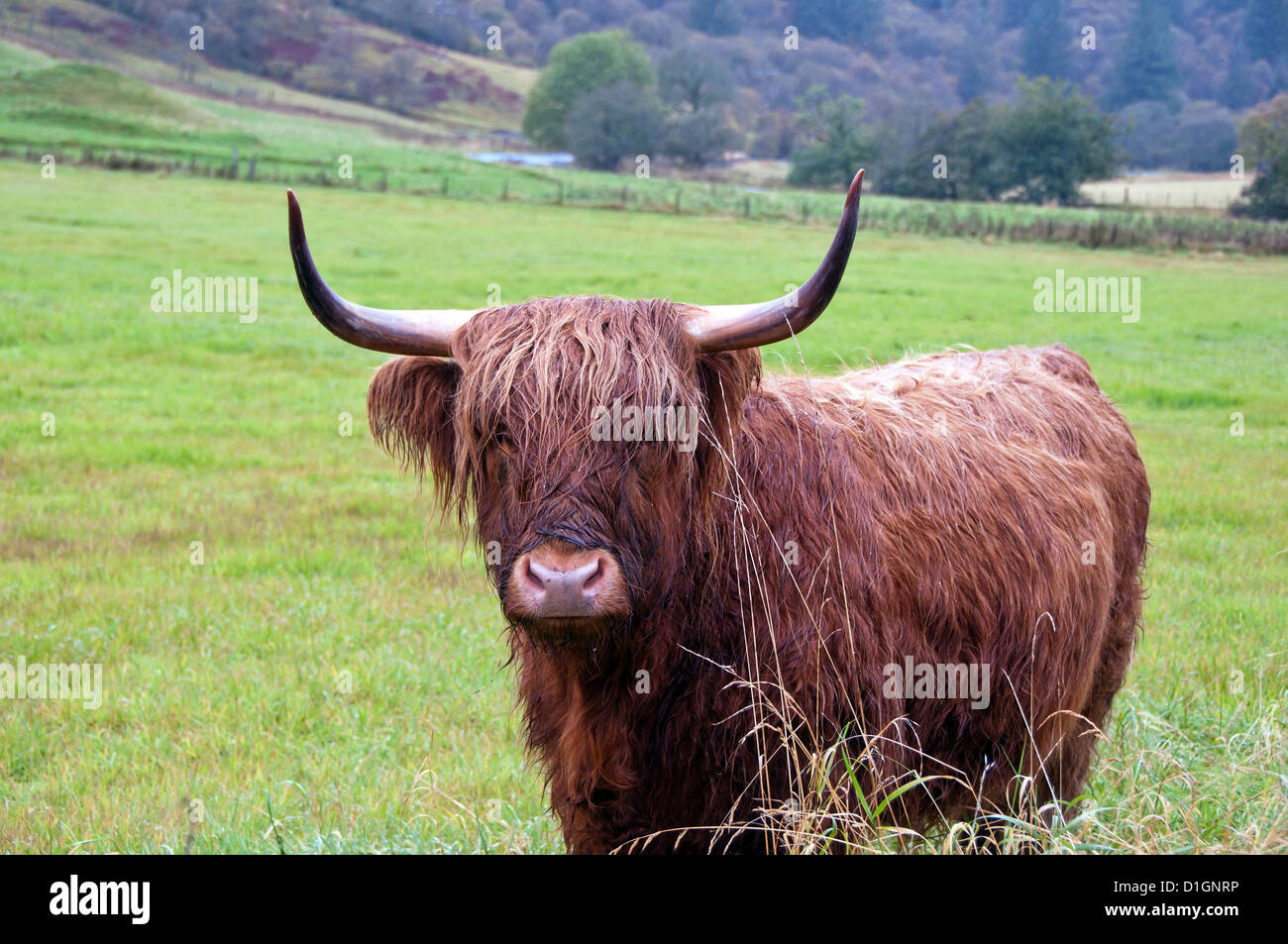 Highland cattle standing in a meadow hi-res stock photography and ...