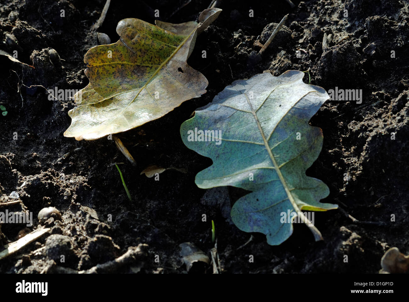 Two oak leaves dry hi-res stock photography and images - Alamy