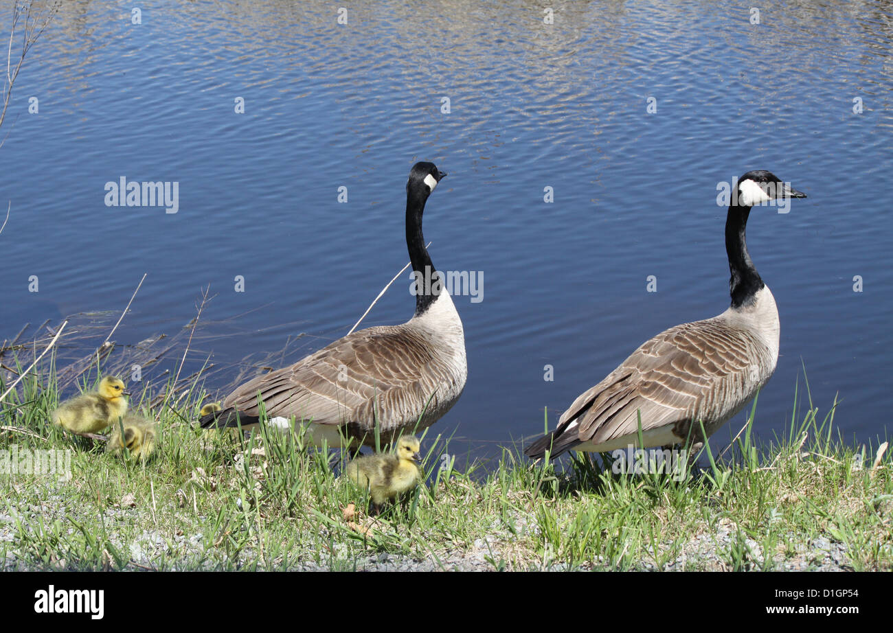 Marshy area with canada geese hi-res stock photography and images - Alamy