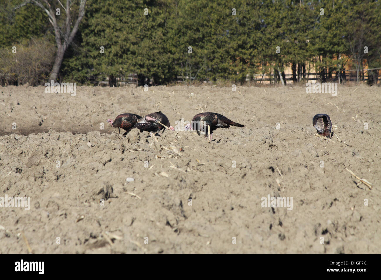 Poultry corn field forage hi-res stock photography and images - Alamy