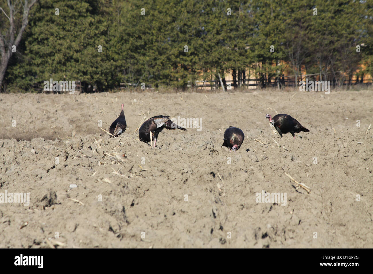 Eastern wild turkey strutting hi-res stock photography and images - Alamy