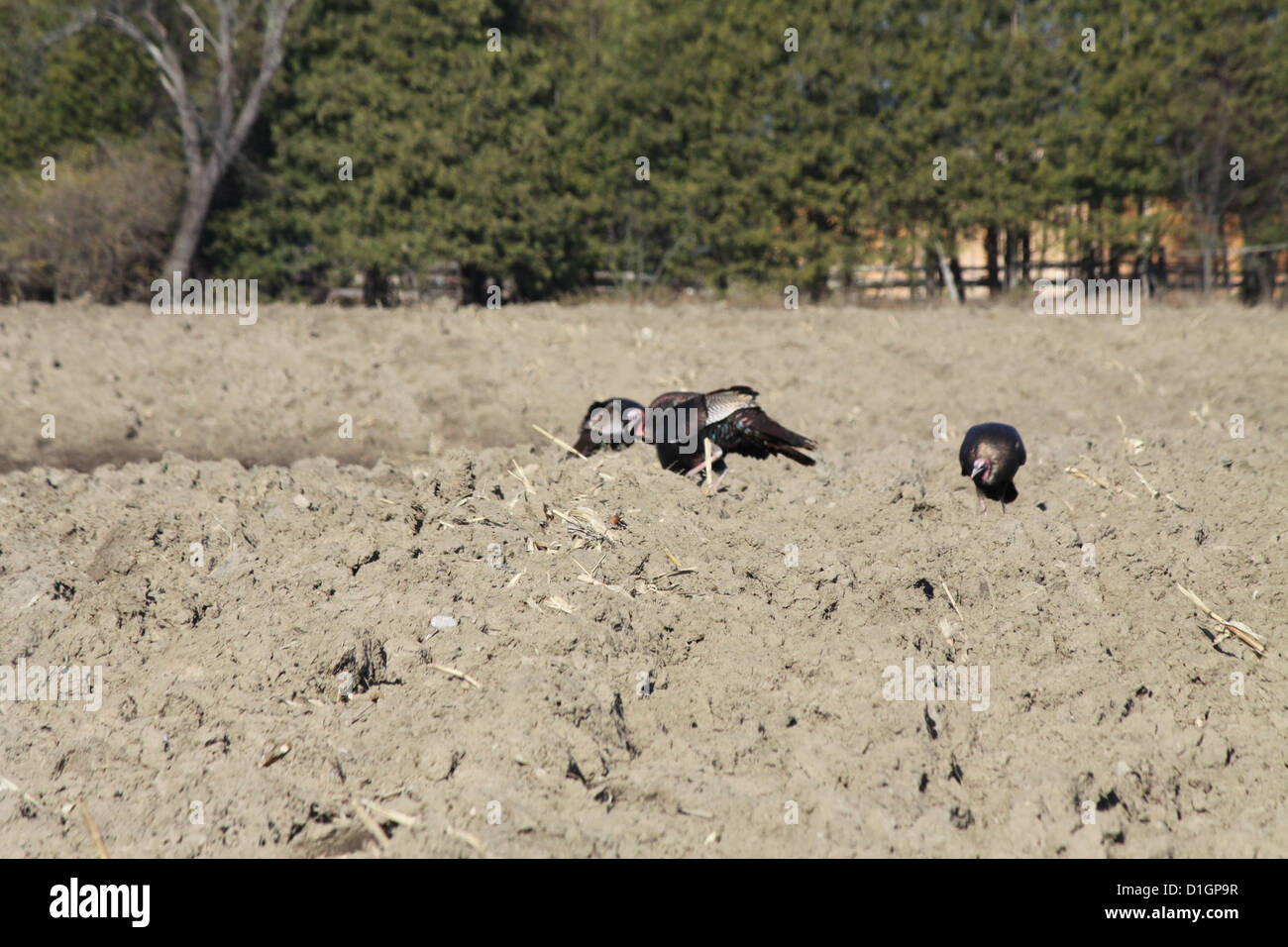 Eastern Wild turkeys foraging for food in the mud of a plowed under ...