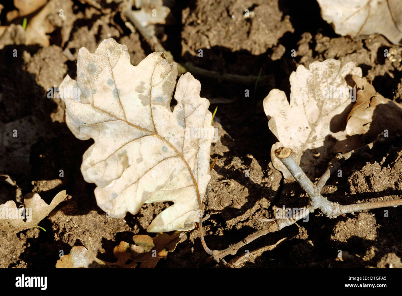 Oak bough hi-res stock photography and images - Alamy