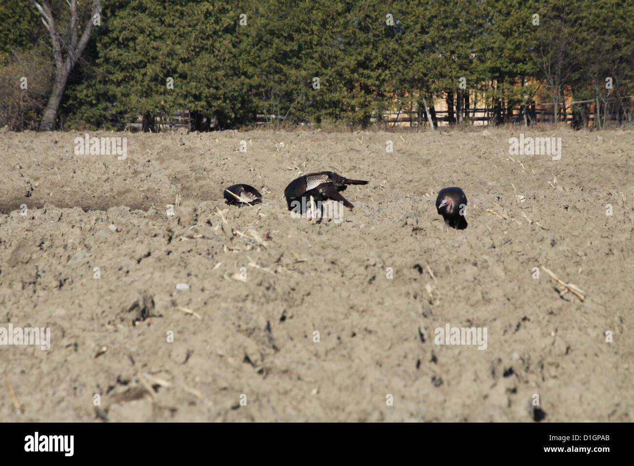 Eastern wild turkey hen hi-res stock photography and images - Alamy