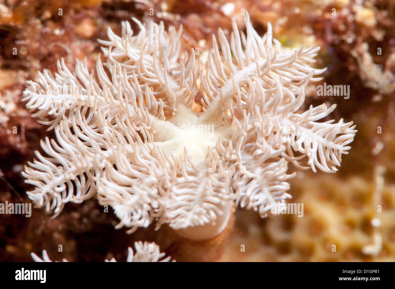 Clavularia Coral
