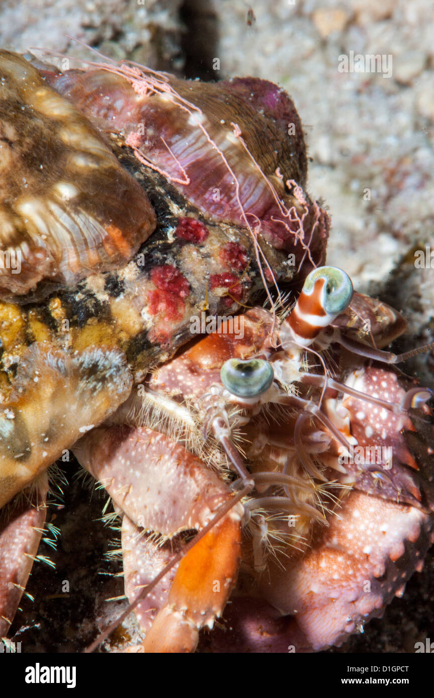 Decorator crab (Dardanus pedunculatus), Sulawesi, Indonesia, Southeast ...