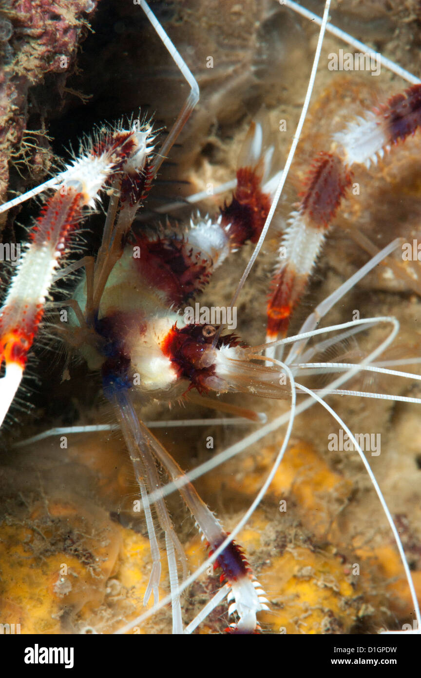 Cleaner shrimp (Stenopus hispidus), Sulawesi, Indonesia, Southeast Asia ...