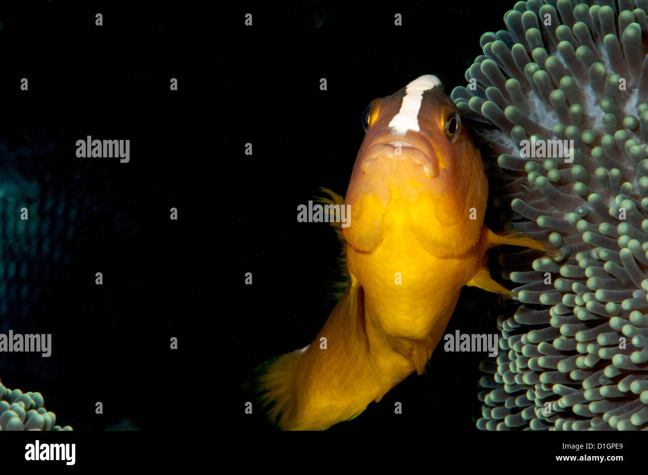 Skunk anemonefis (Amphiprion akallopisos), Sulawesi, Indonesia ...