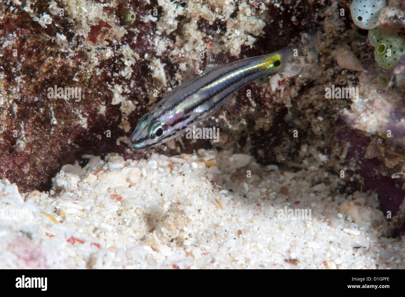 Juvenile split banded cardinalfish (Apogon compressus), Sulawesi ...