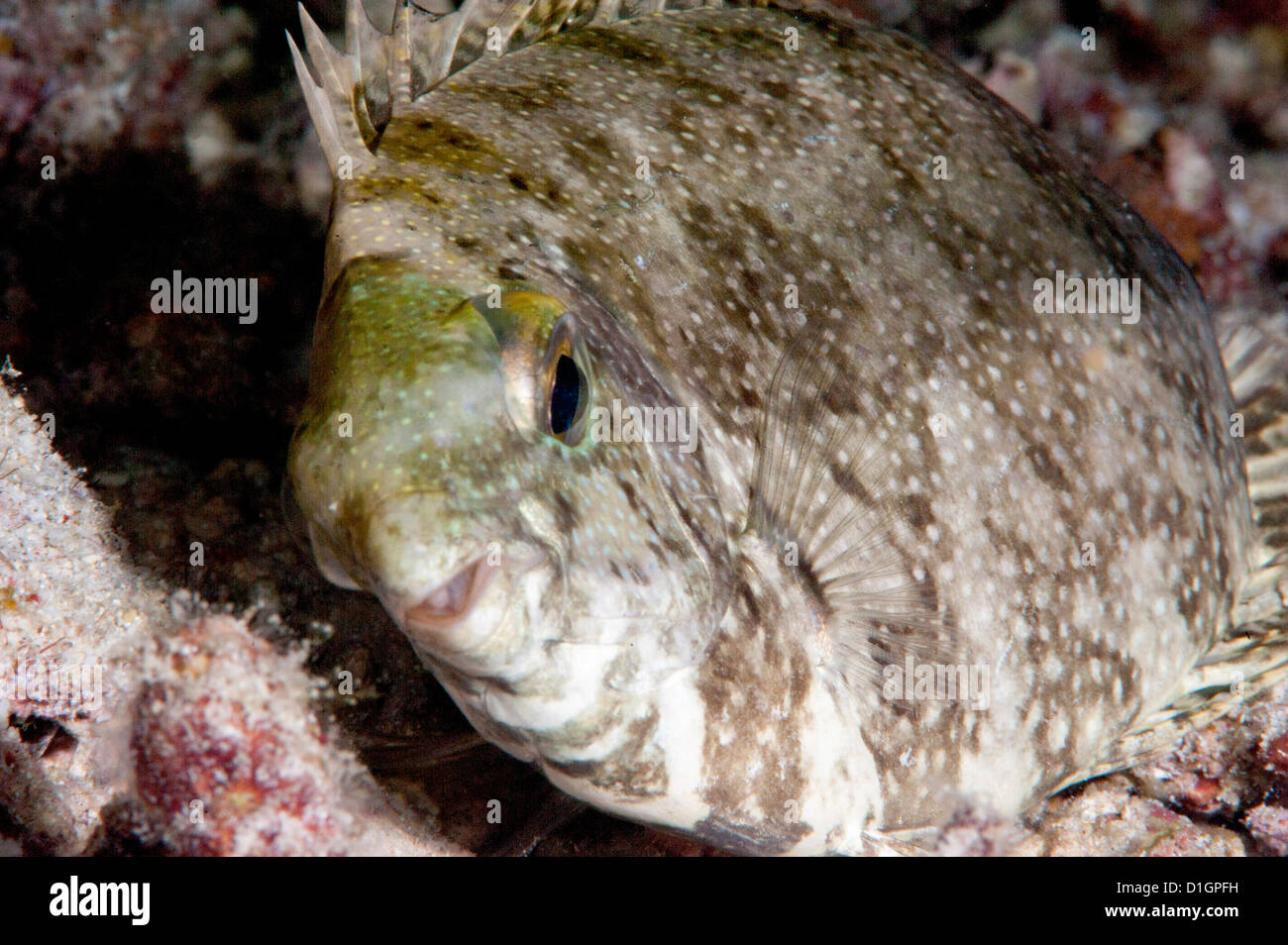 White spotted rabbitfish (Siganus canaliculatus) in its marking phase ...