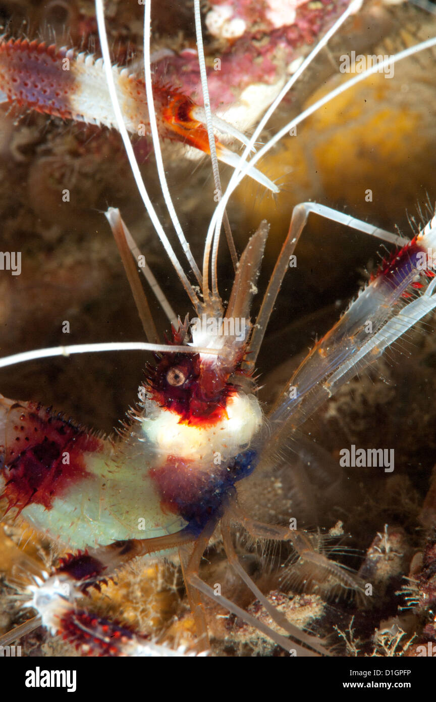 Cleaner shrimp (Stenopus hispidus), Sulawesi, Indonesia, Southeast Asia ...
