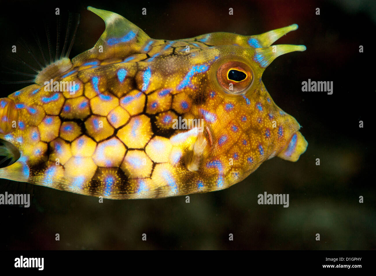 Longhorn cowfish hi-res stock photography and images - Alamy