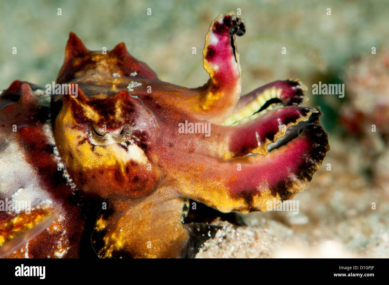 Flamboyant cuttlefish (Metasepia pfefferi), Sulawesi, Indonesia ...