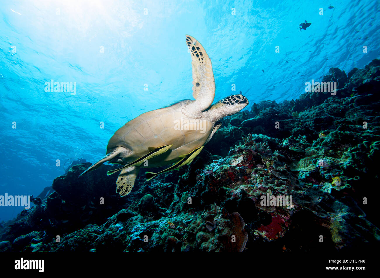 Remoras hi-res stock photography and images - Alamy