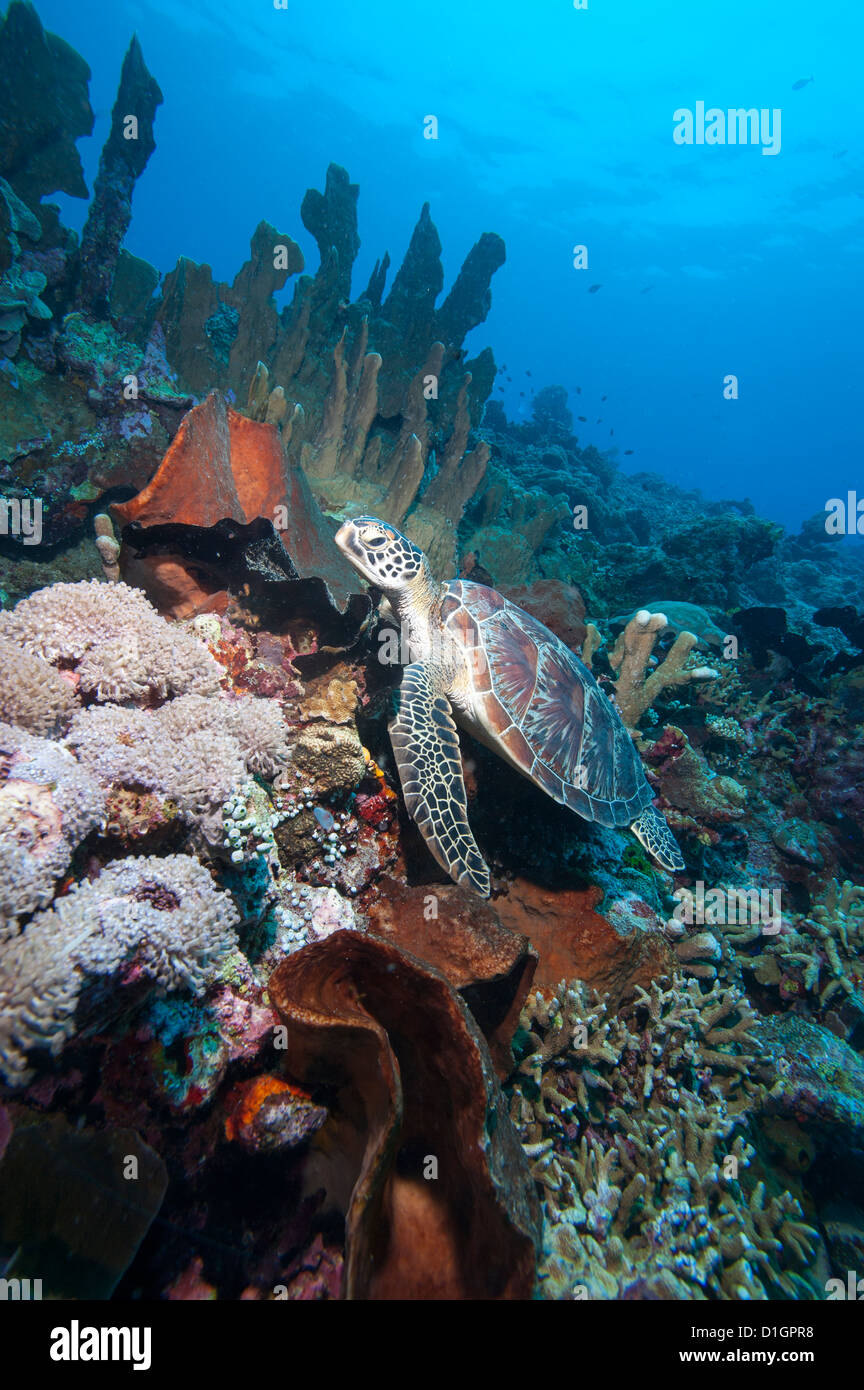 Green turtle in indonesia hi-res stock photography and images - Alamy