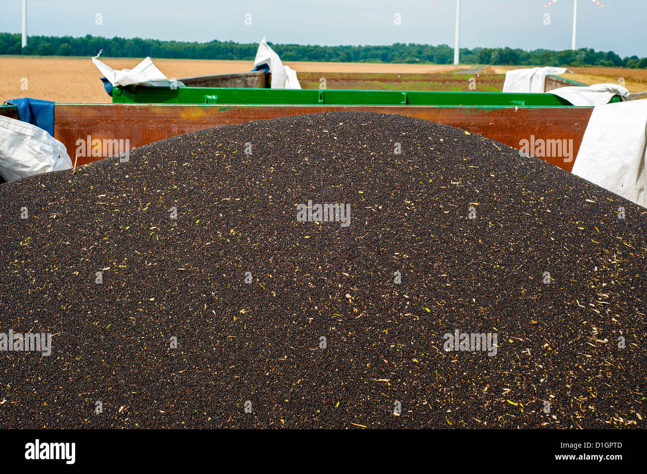 Rape seeds on the trailer Stock Photo - Alamy