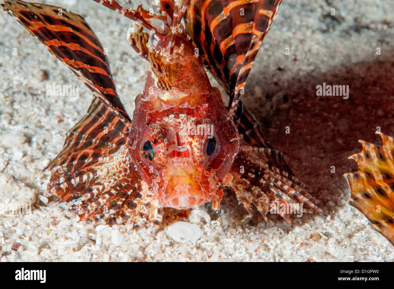 Shortfin lionfish (Dendrochirus brachypterus), Sulawesi, Indonesia ...