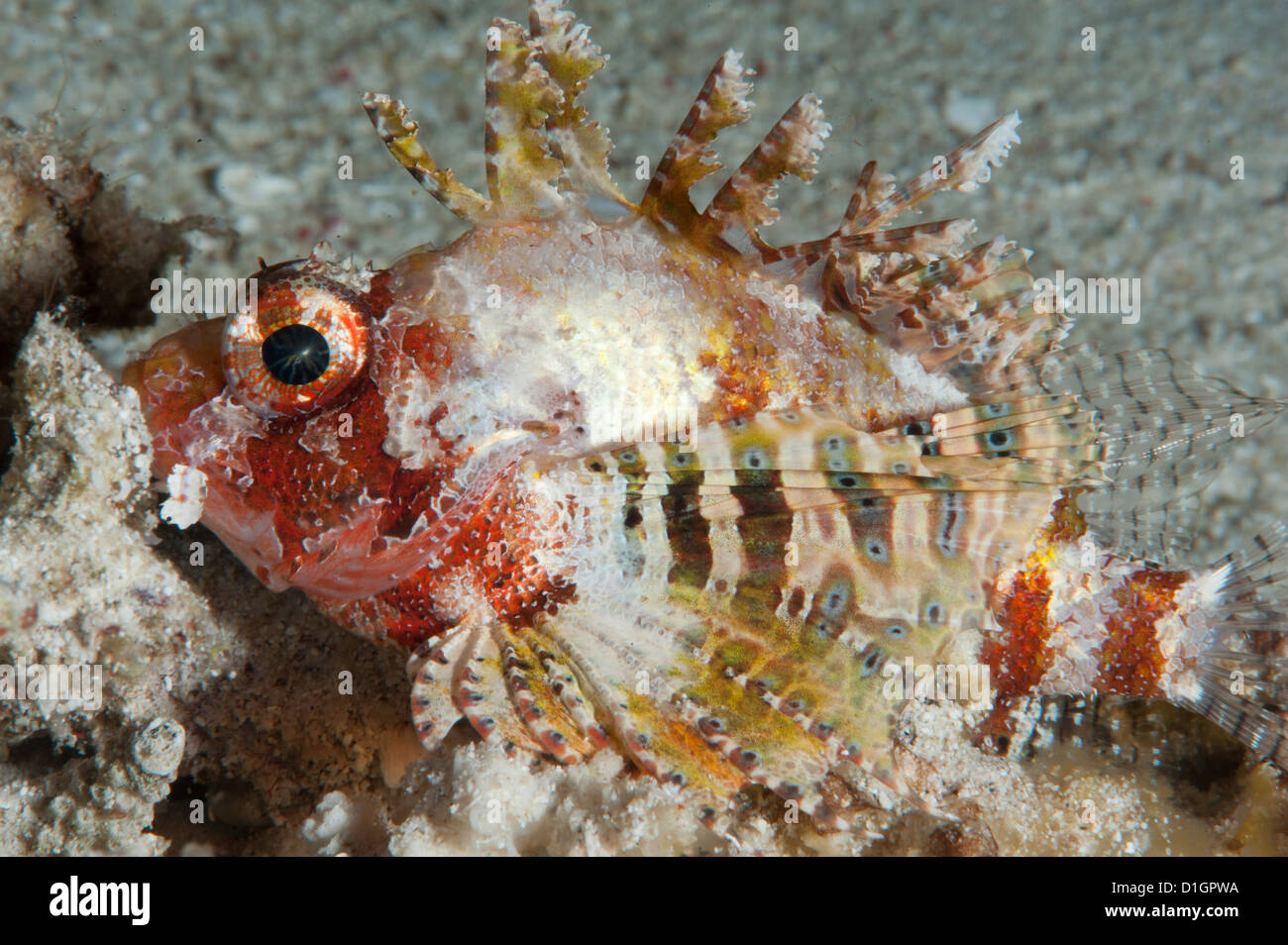Shortfin lionfish (Dendrochirus brachypterus), Sulawesi, Indonesia ...