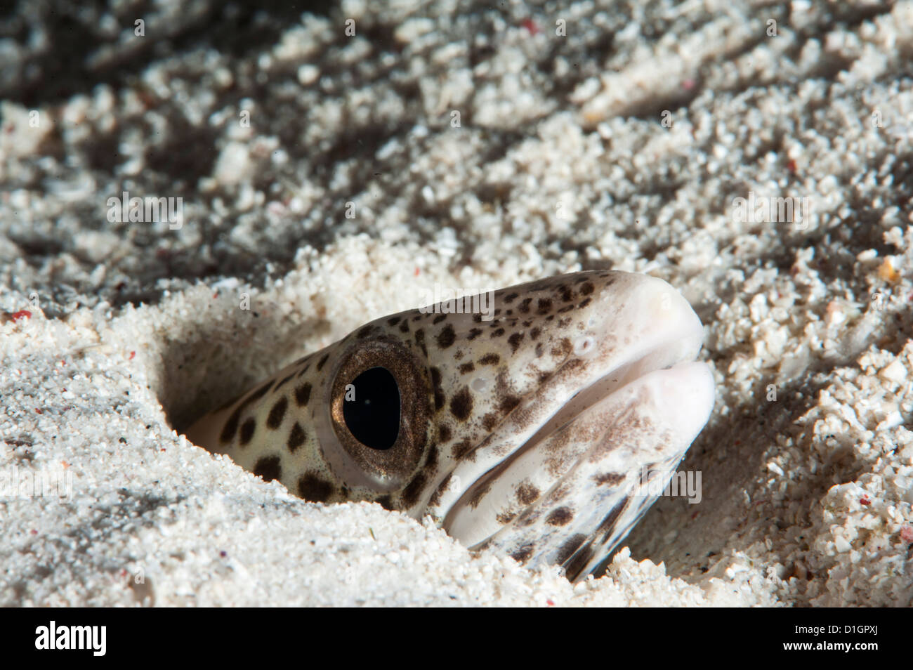 Conger eel hi-res stock photography and images - Alamy