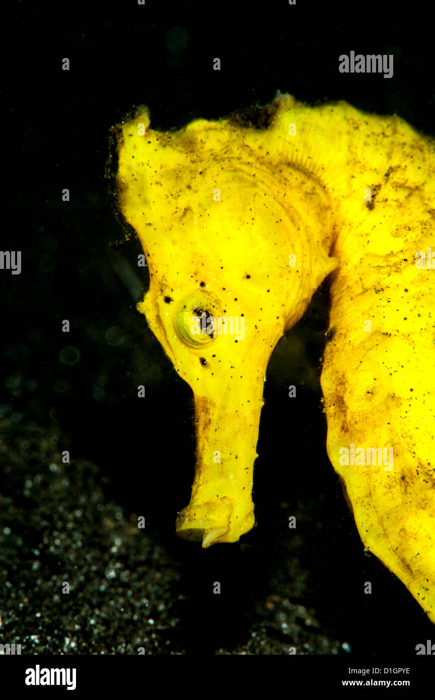 Moluccan hi-res stock photography and images - Alamy