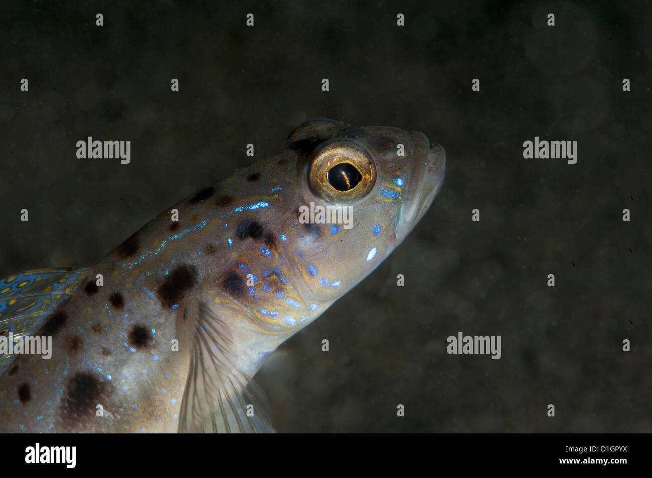 Spotted shrimp goby hi-res stock photography and images - Alamy