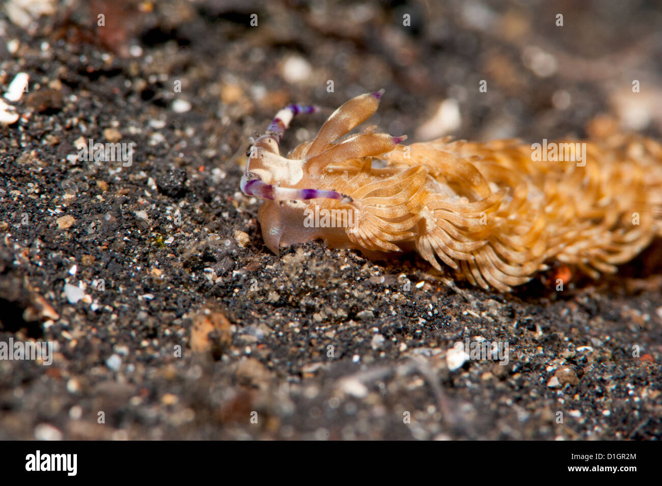 Pteraeolidia ianthina nudibranch, Sulawesi, Indonesia, Southeast Asia ...