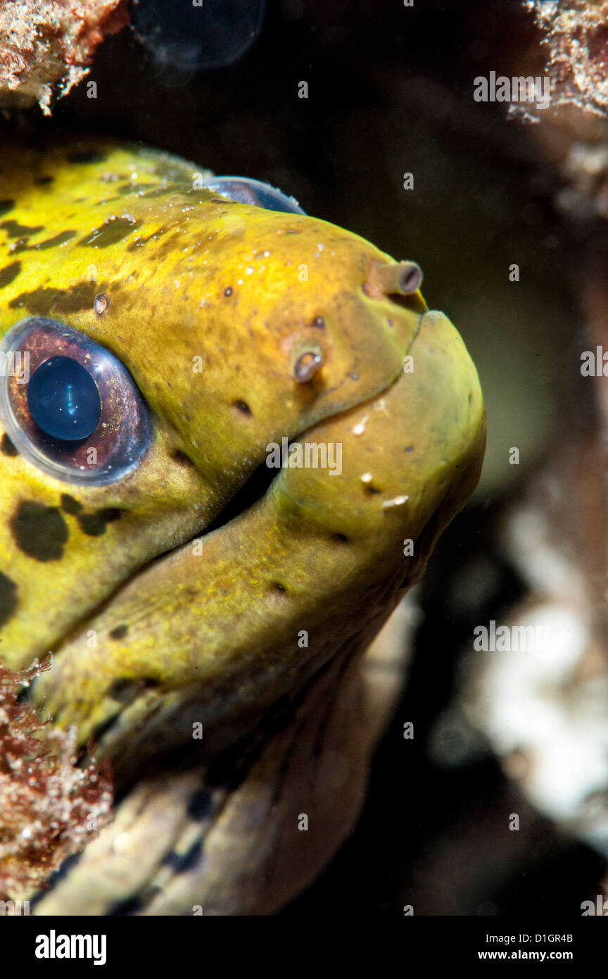 Undulated moray eel (Gymnothorax undulatus), Sulawesi, Indonesia ...