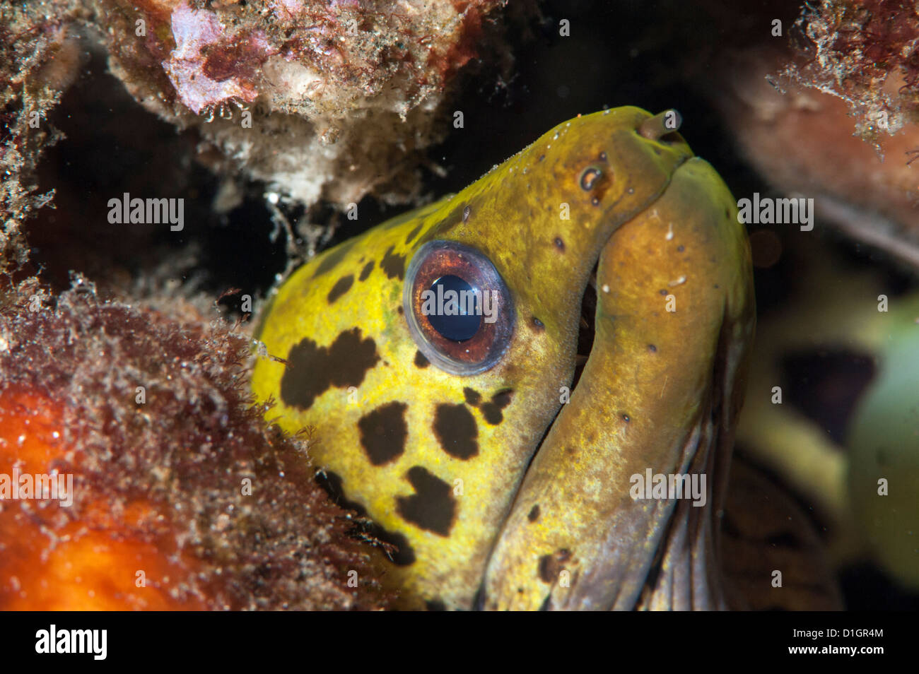 Undulated moray eel (Gymnothorax undulatus), Sulawesi, Indonesia ...