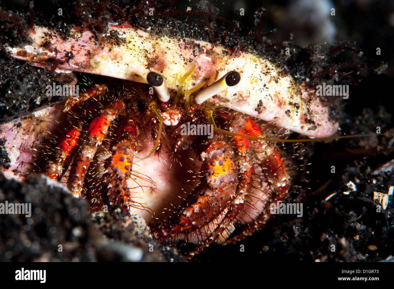 Hermit crab (Clibanarius seurati), Sulawesi, Indonesia, Southeast Asia ...