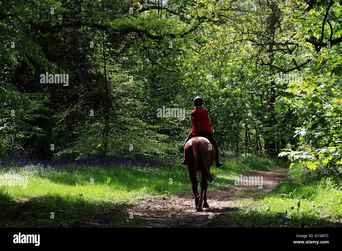 Horse rider in Surrey Hills forest, England Stock Photo - Alamy