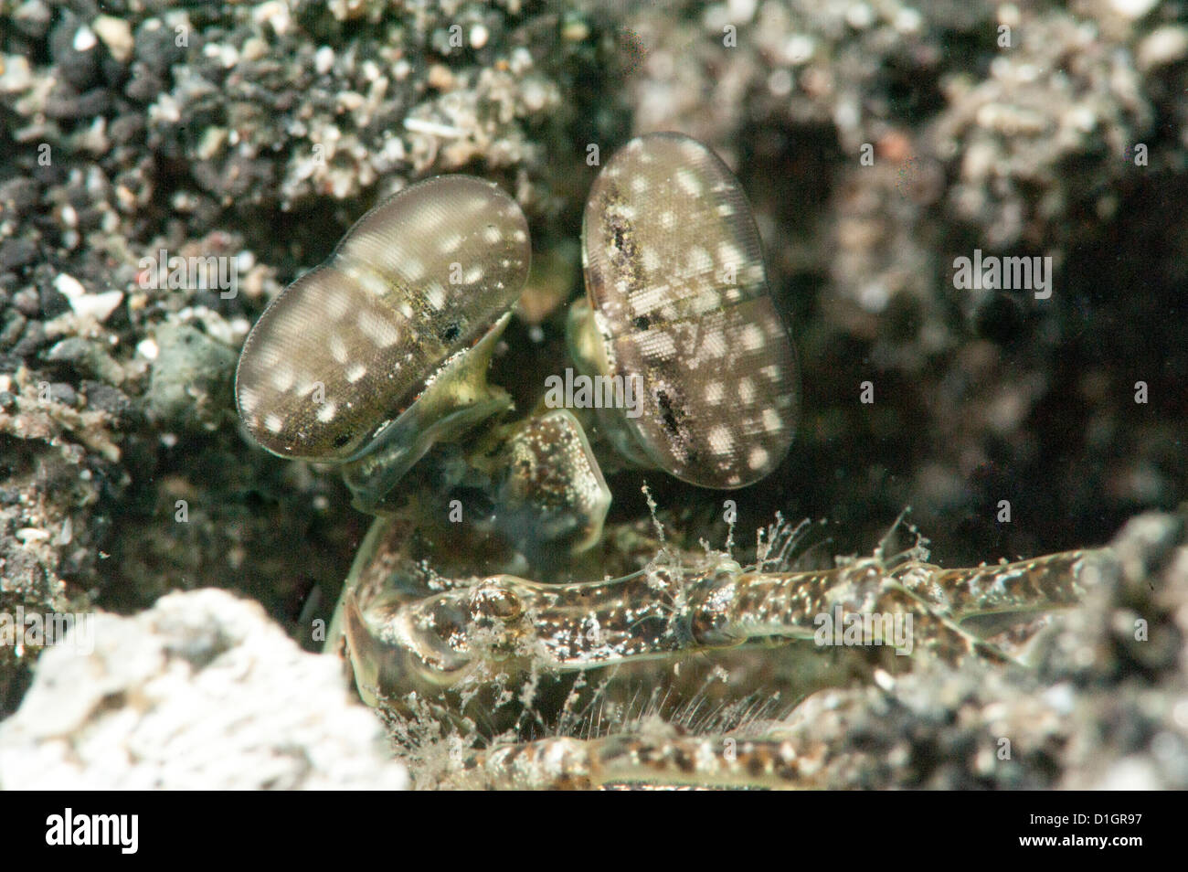 Olive coloured mantis shrimp (Gonodactylus platysoma), Sulawesi ...