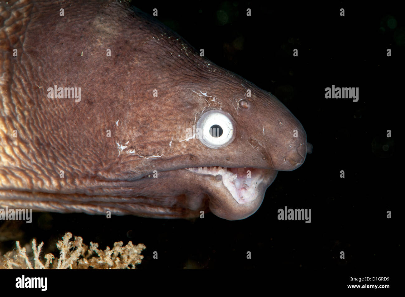 Deformed animals hi-res stock photography and images - Alamy