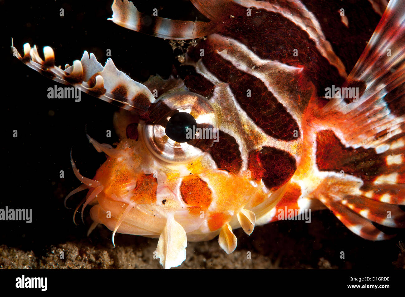 Zebra lionfis (Dendrochirus zebra), Sulawesi, Indonesia, Southeast Asia ...