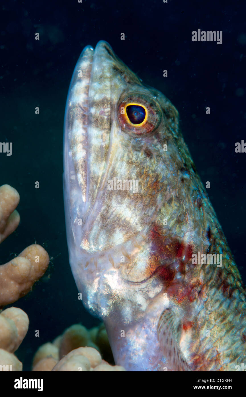 Lizardfish (Synodus sp.), Sulawesi, Indonesia, Southeast Asia, Asia ...