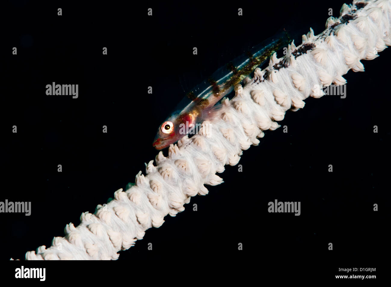 Wire coral goby (Bryaninops yongei), Sulawesi, Indonesia, Southeast ...