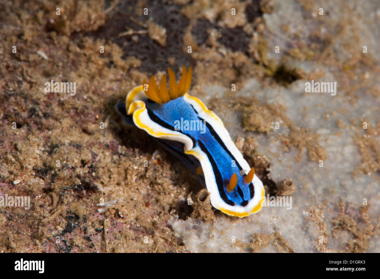 Nudibranch (Chromodoris annae), Sulawesi, Indonesia, Southeast Asia ...