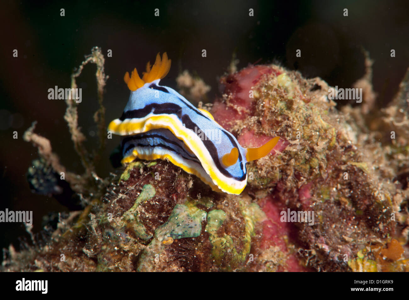 Nudibranch chromodoris annae sulawesi indonesia hi-res stock ...