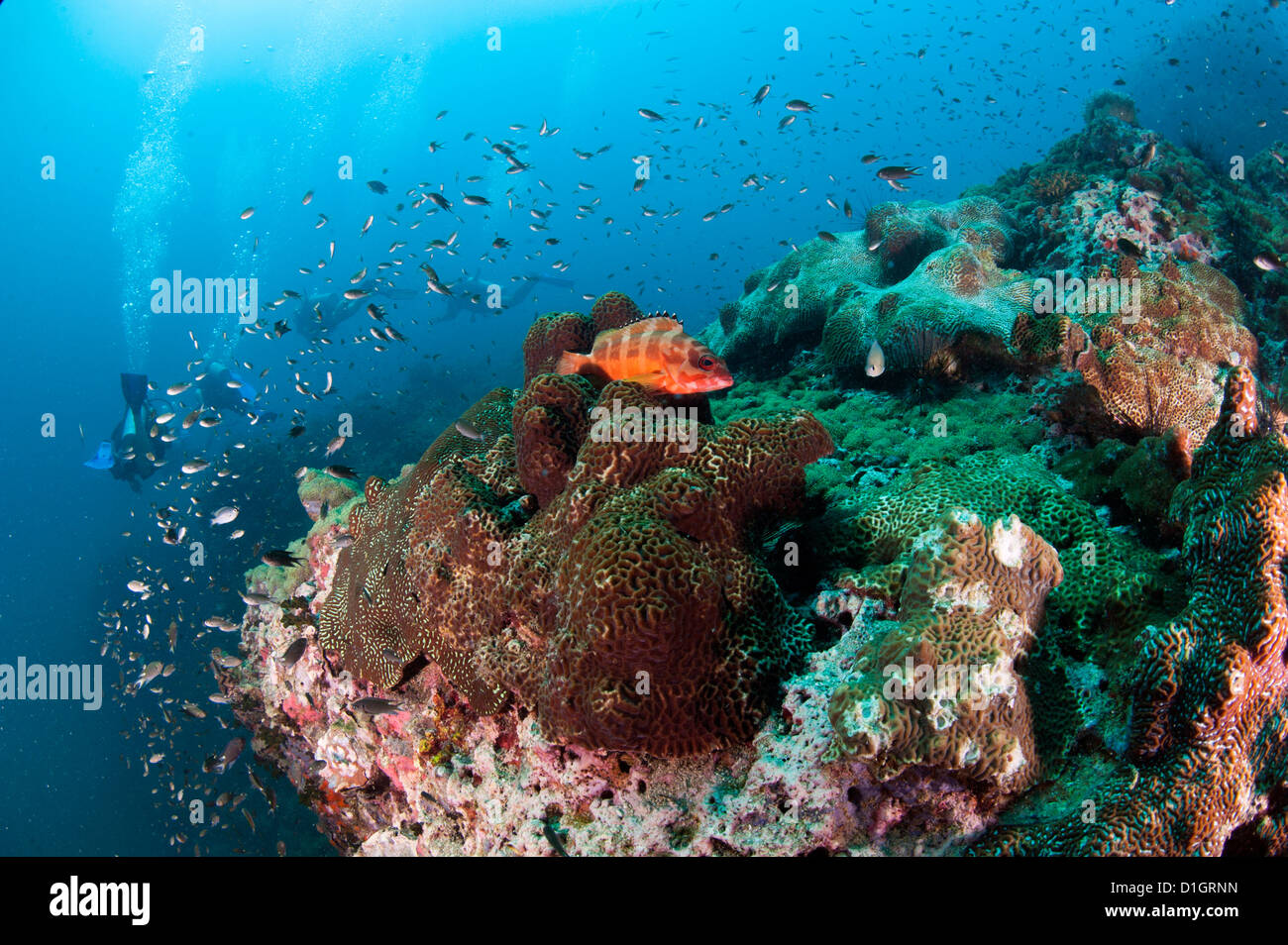 Grouper at Chumporn Pinnacle, Thailand, Southeast Asia, Asia Stock ...