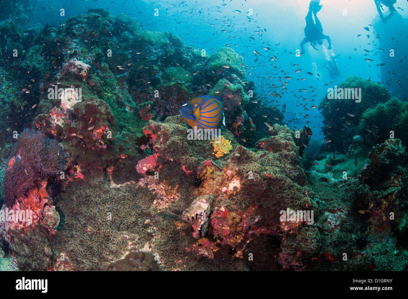 Reef scene with blue angelfish (Pomacanthus annularis), Thailand ...