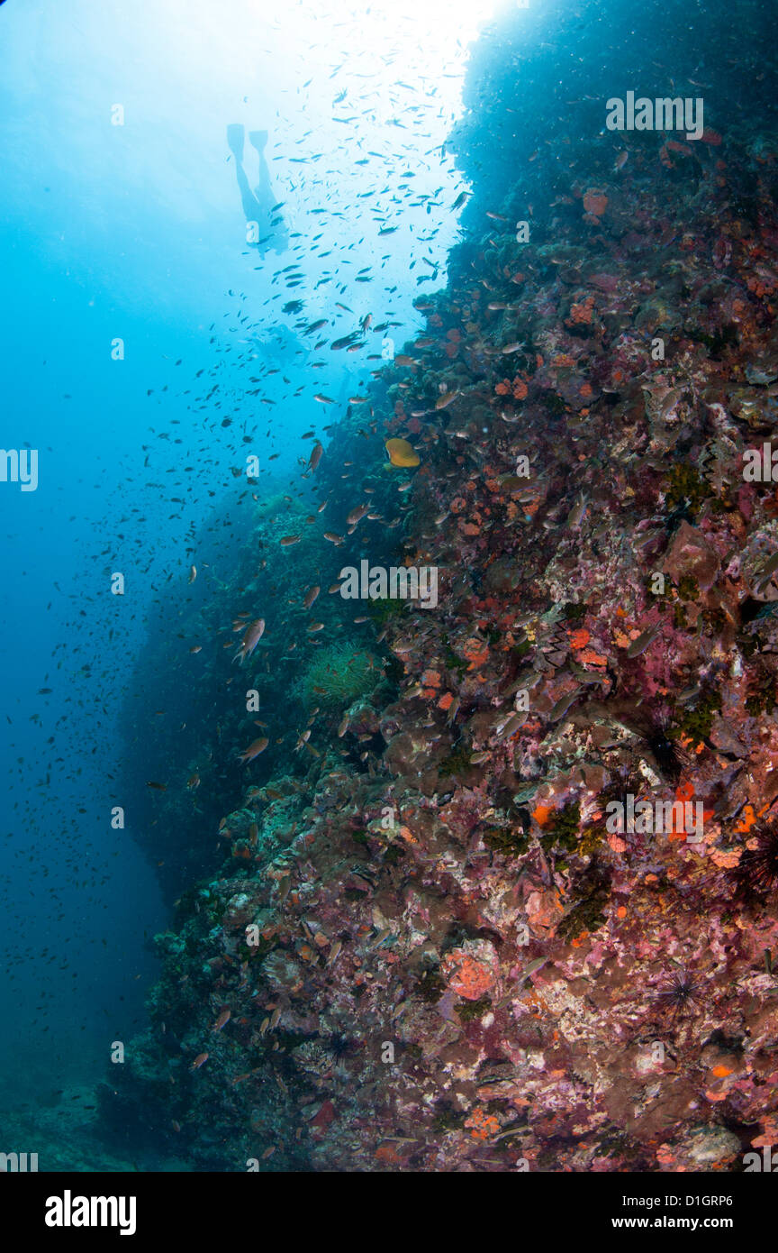 Reef pinnacle hi-res stock photography and images - Alamy