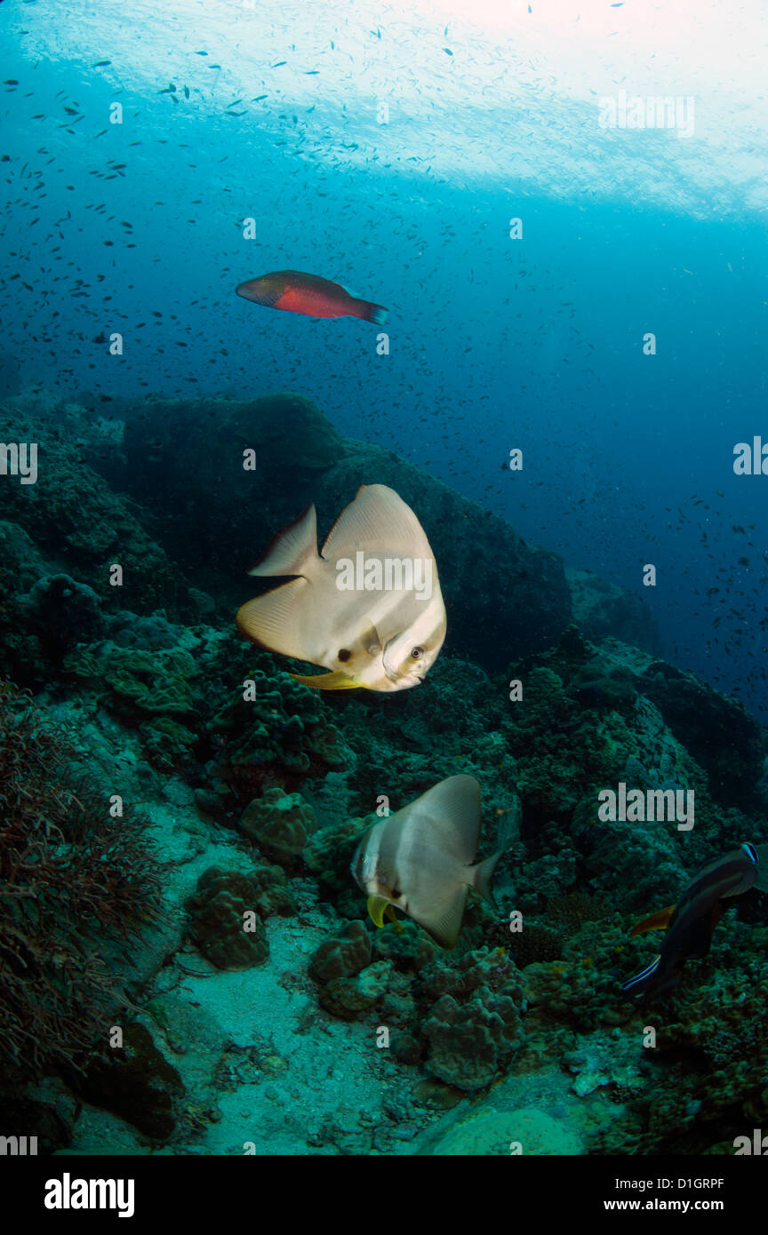 Golden spadefish (Platax boersii), Thailand, Southeast Asia, Asia Stock ...