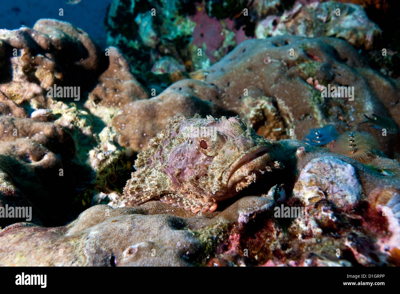 Reef scene with scorpionfish, Thailand, Southeast Asia, Asia Stock ...