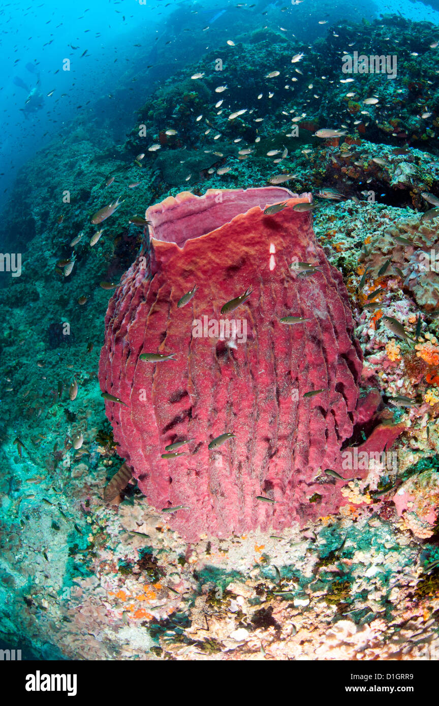Giant barrel sponge, Thailand, Southeast Asia, Asia Stock Photo - Alamy