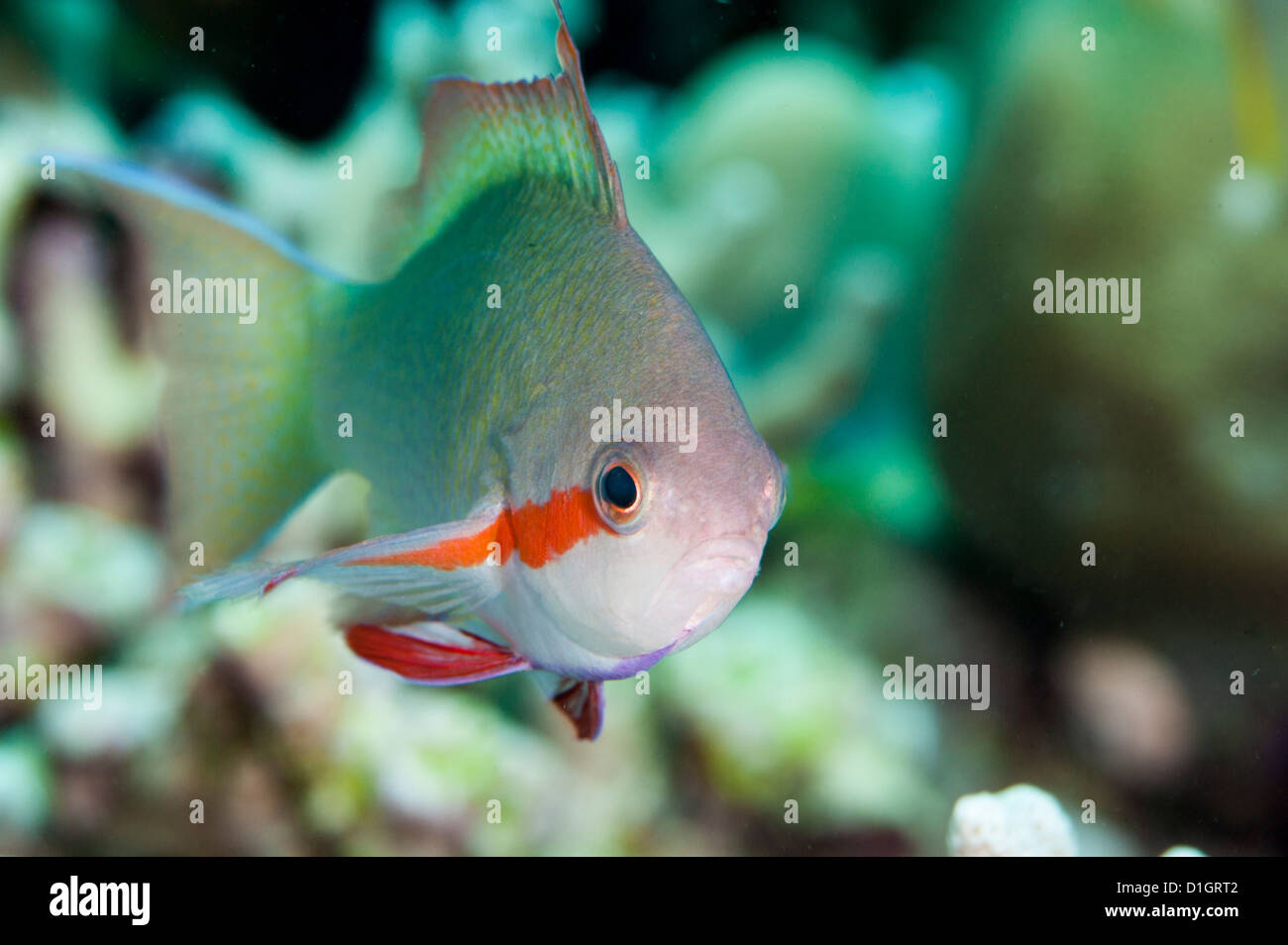 Anthias pseudanthias hi-res stock photography and images - Alamy