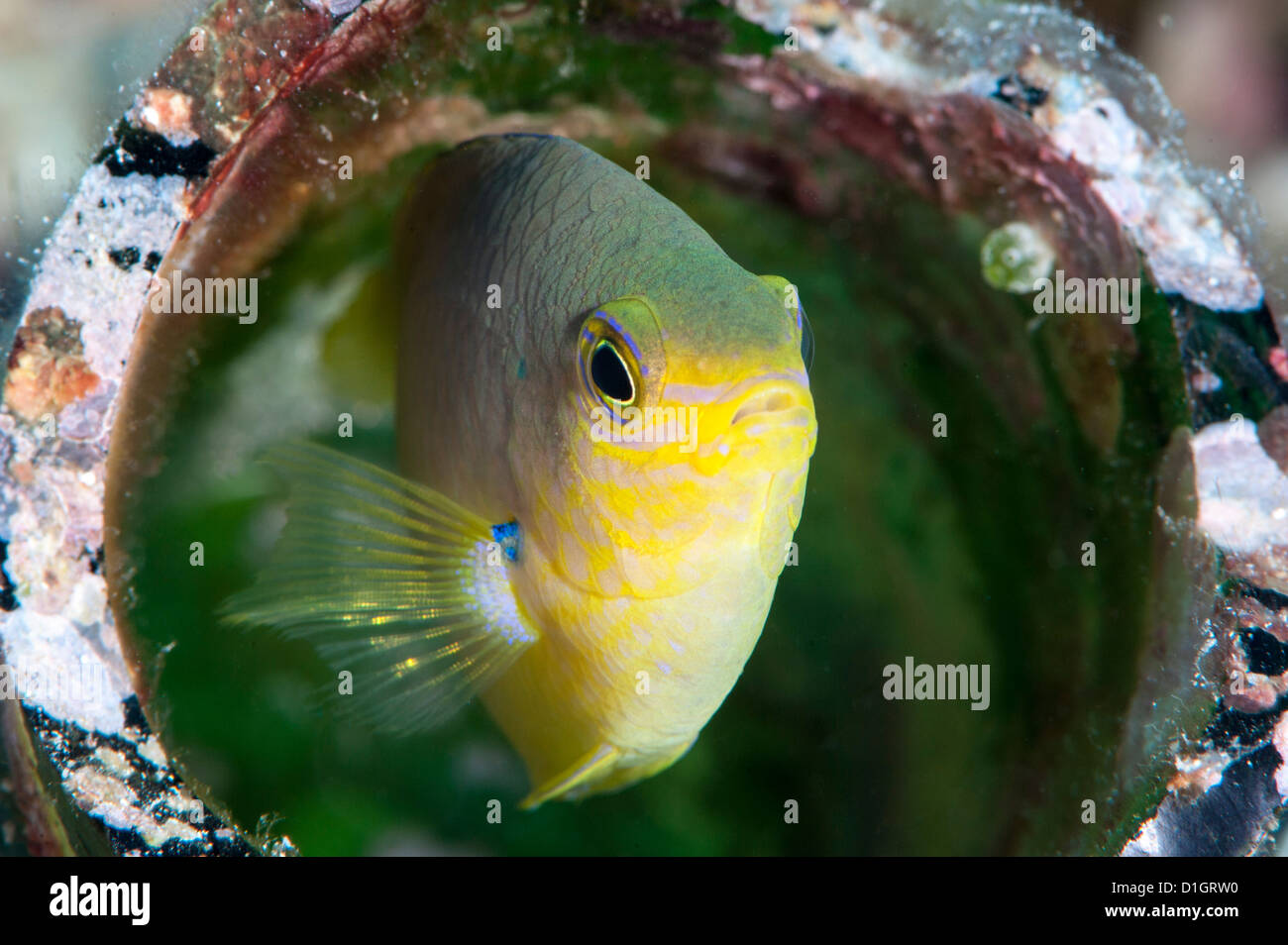 Golden damsel fish (Amblyglyphidodon aureus) in a coral encrusted ...