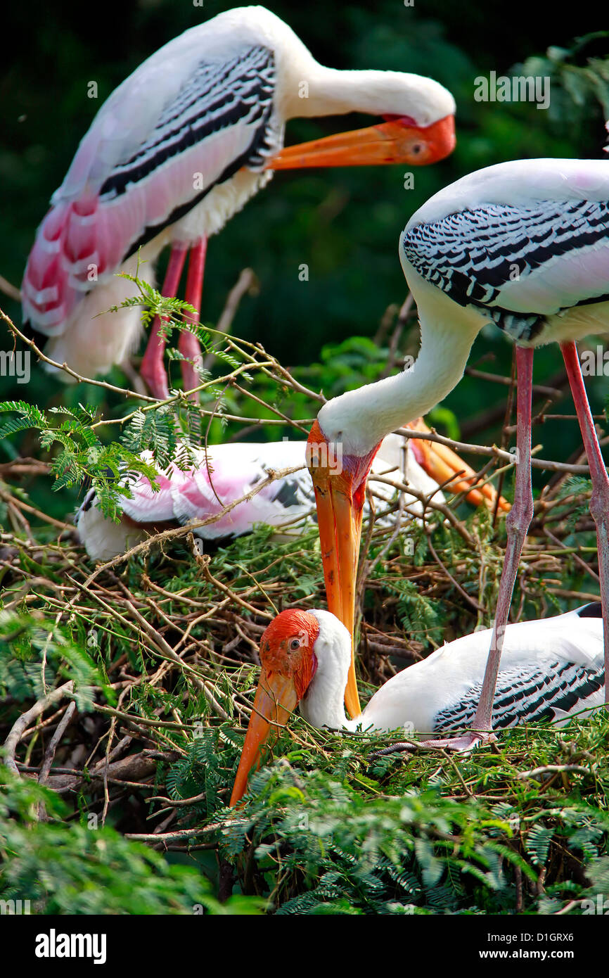 Indian endangered storks hi-res stock photography and images - Alamy