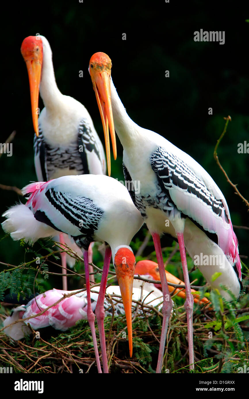 Painted Storks at its tree-top nests Stock Photo - Alamy