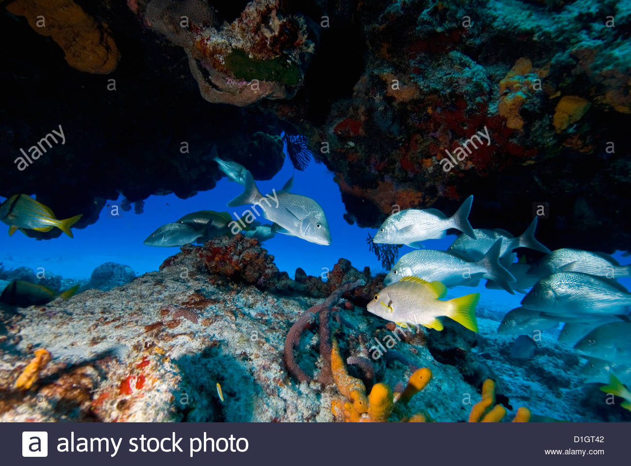 Caribbean Fish High Resolution Stock Photography and Images - Alamy