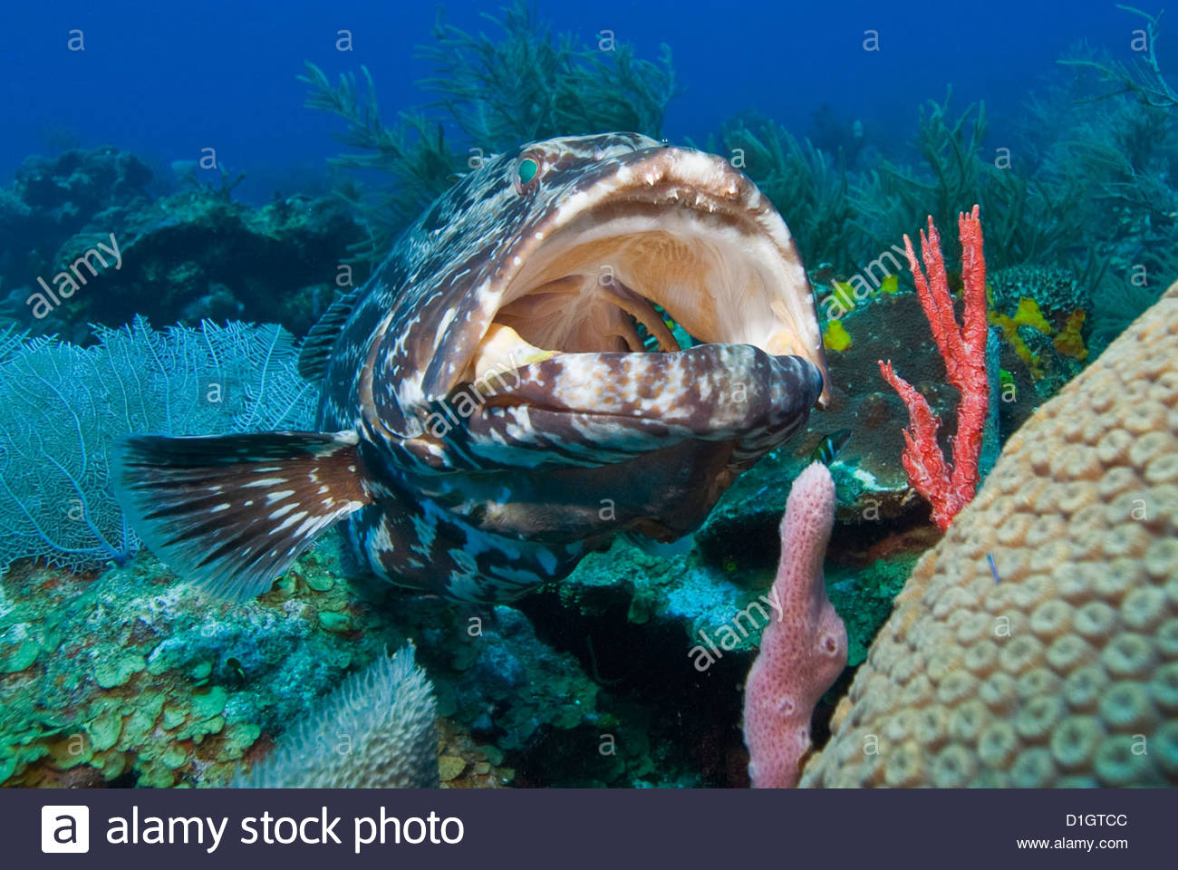 Grouper Mouth Stock Photos & Grouper Mouth Stock Images - Alamy