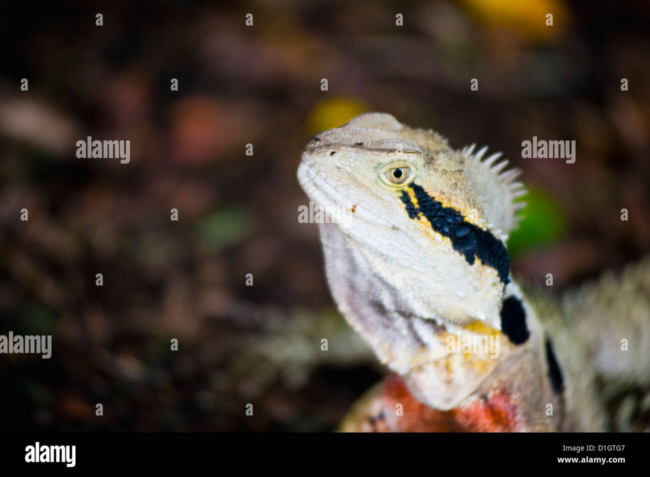 Australian eastern water dragon (Physignathus lesueurii) in Brisbane ...